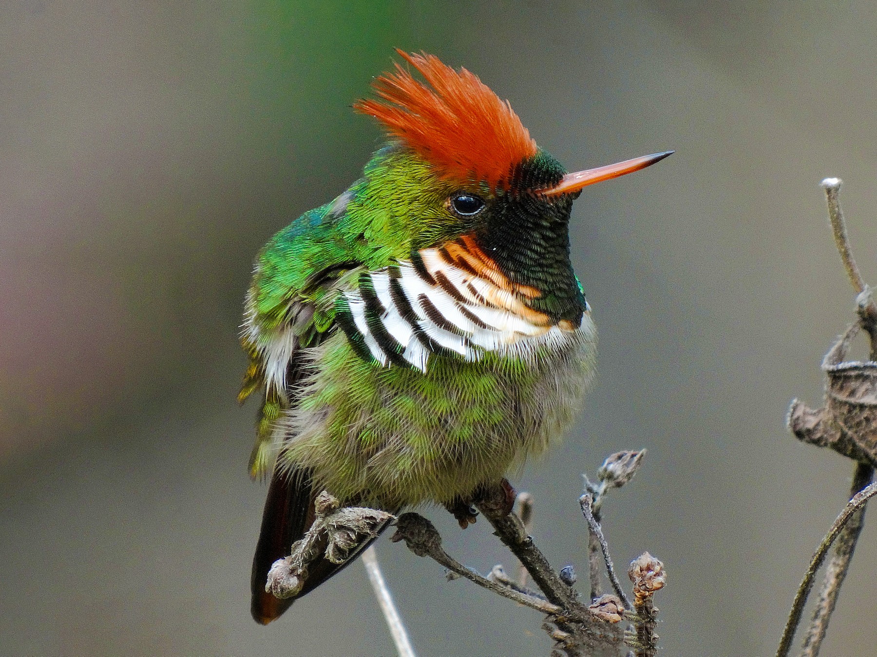 Frilled Coquette - eBird