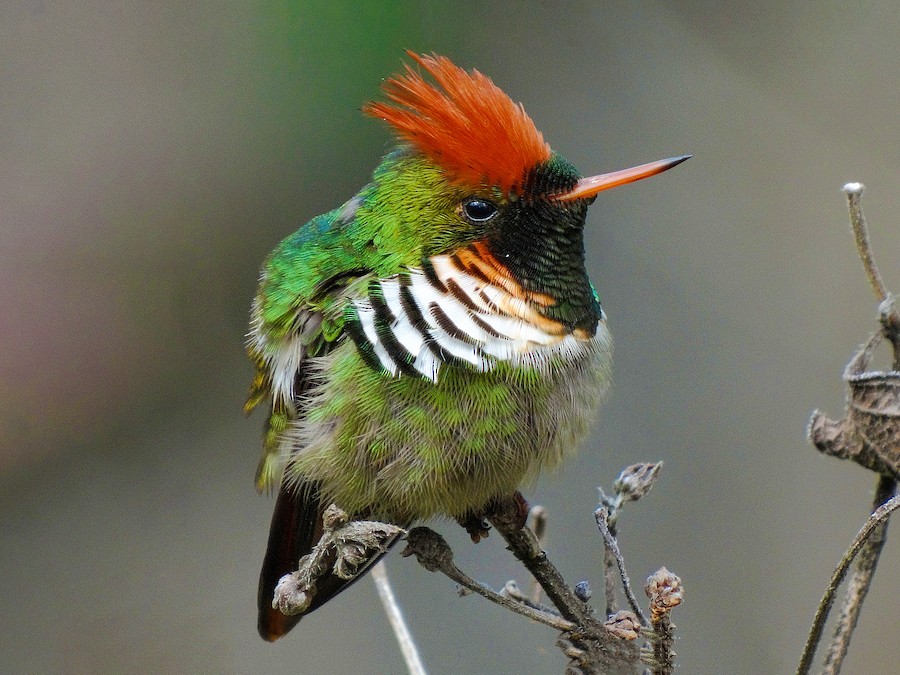 Frilled Coquette - eBird