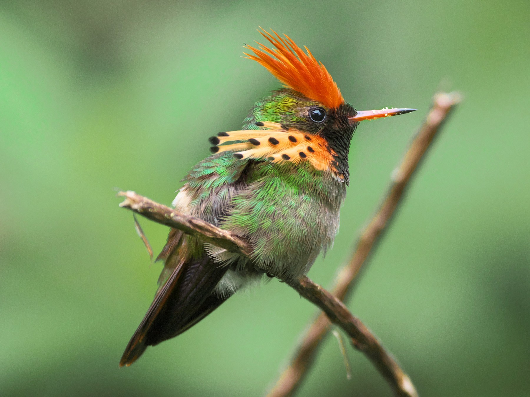 Tufted Coquette - eBird