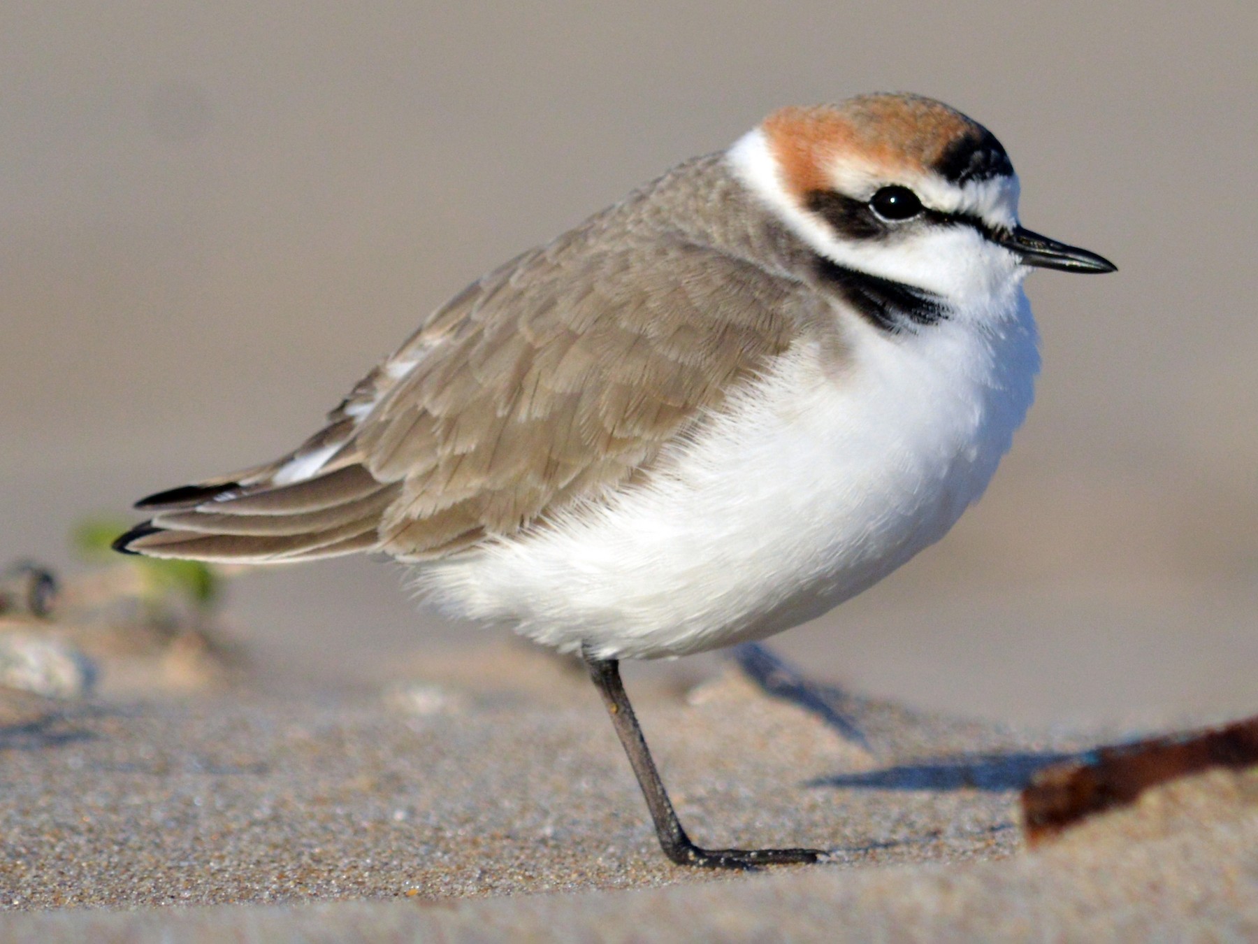 Kentish Plover - eBird