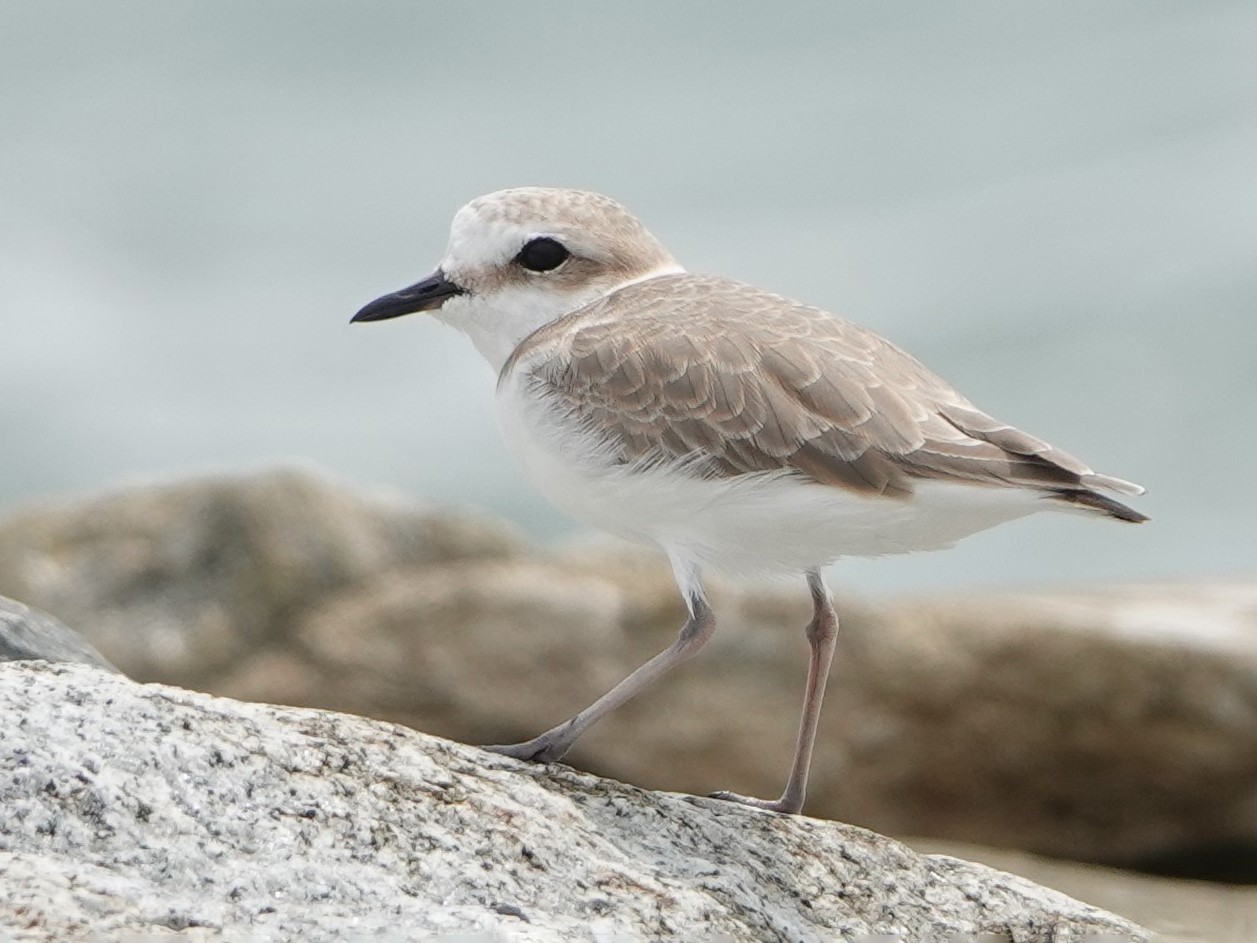 White-faced Plover - eBird