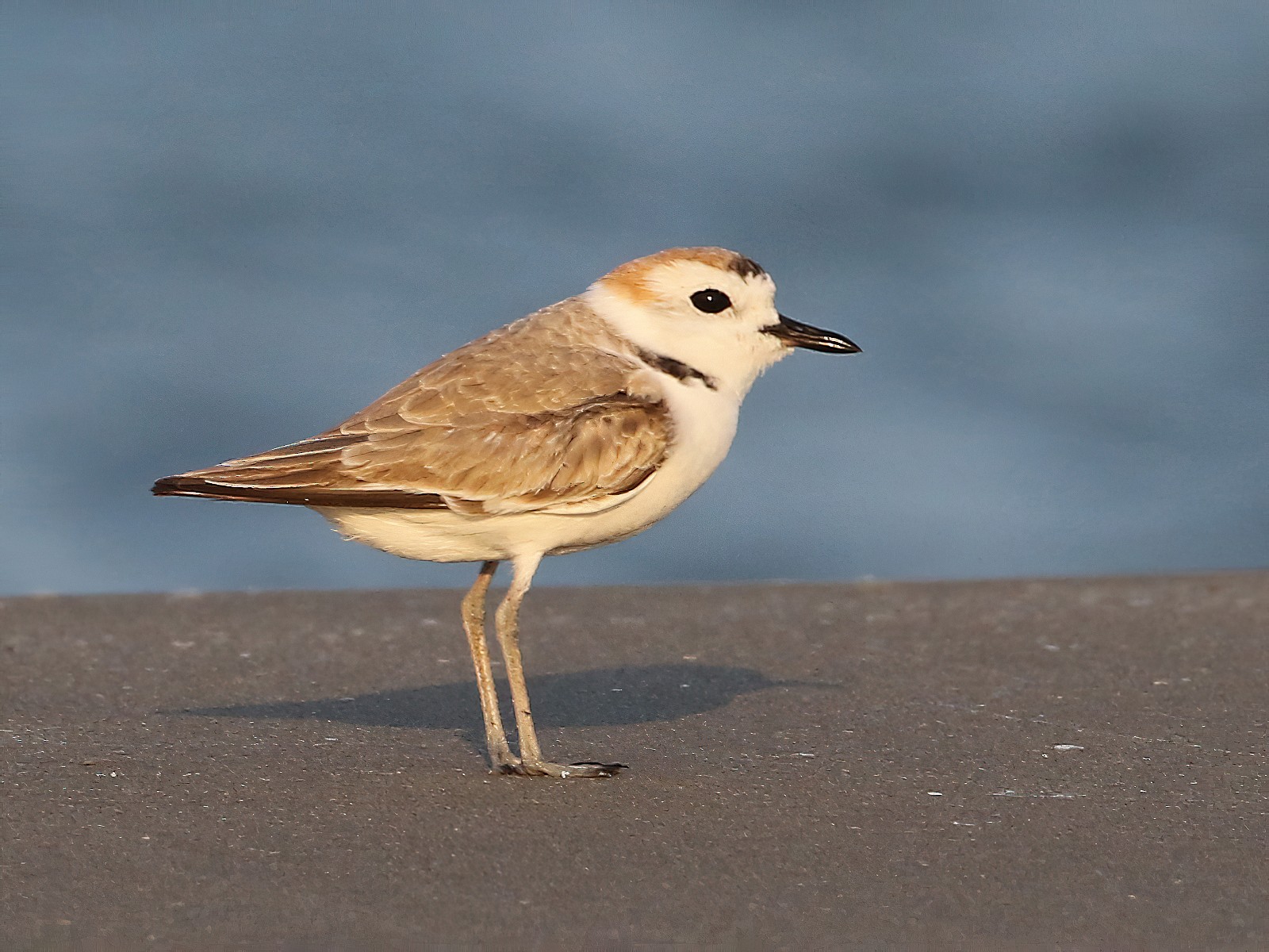 White-faced Plover - eBird