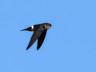 Pygmy Swiftlet - eBird