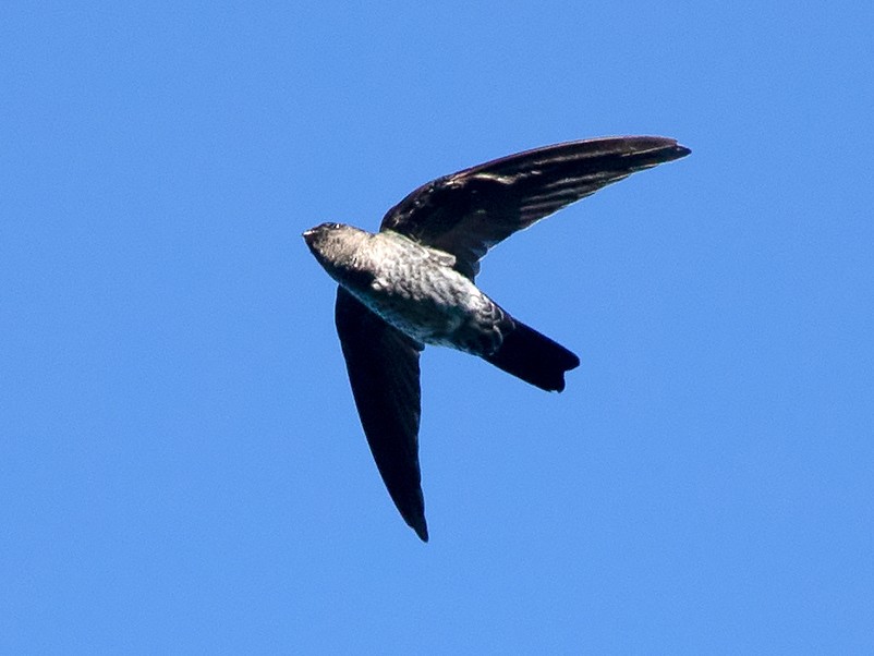 Pygmy Swiftlet - eBird