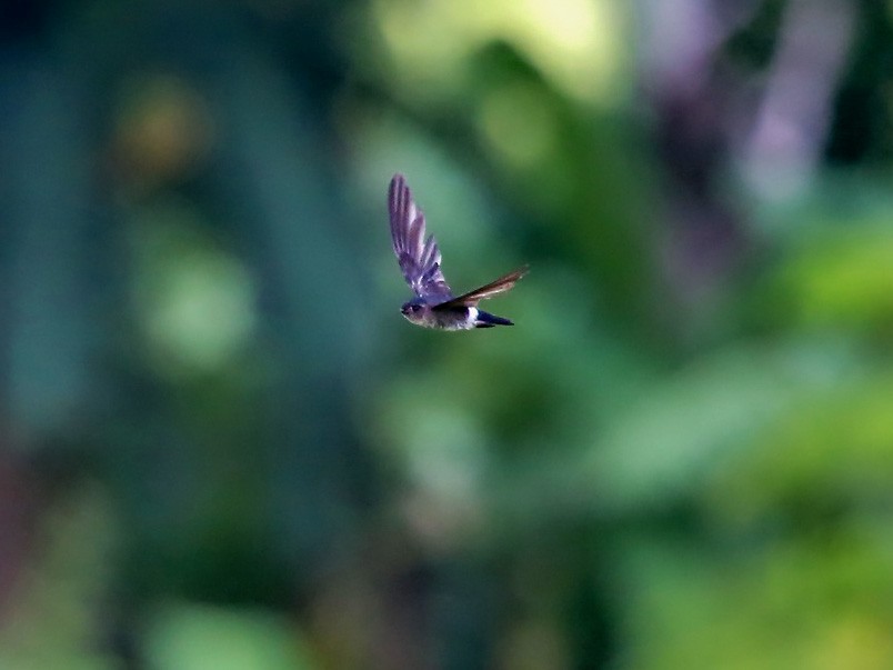 Pygmy Swiftlet - eBird