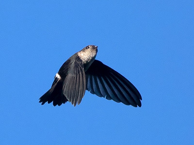 Pygmy Swiftlet - eBird