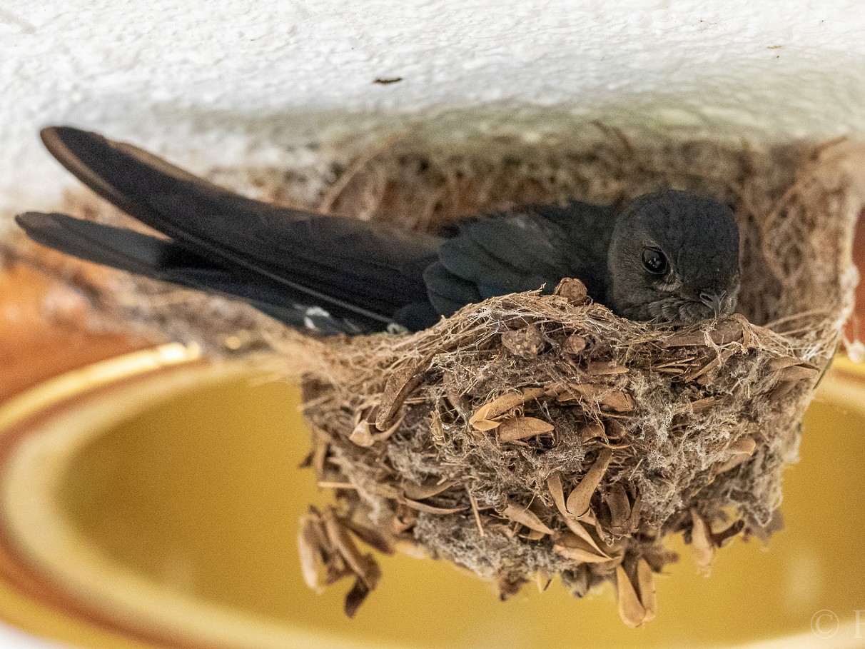 Pygmy Swiftlet - eBird