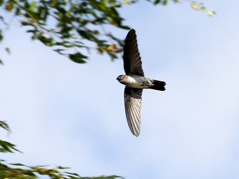 Christmas Island Swiftlet - eBird