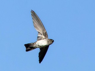 Christmas Island Swiftlet - eBird