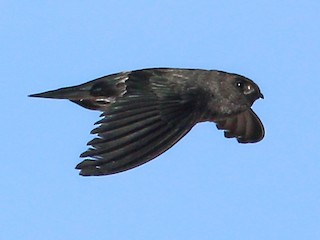 Christmas Island Swiftlet - eBird