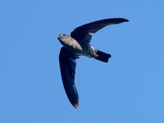 Gray-rumped Swiftlet - eBird