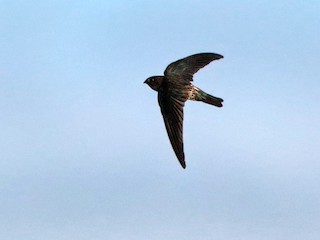 Grey-rumped Swiftlet - eBird