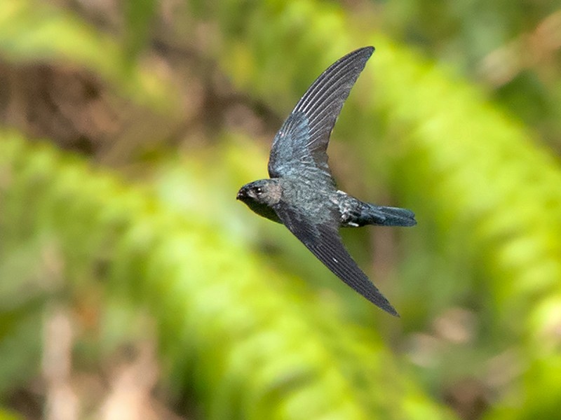 Gray-rumped Swiftlet - eBird