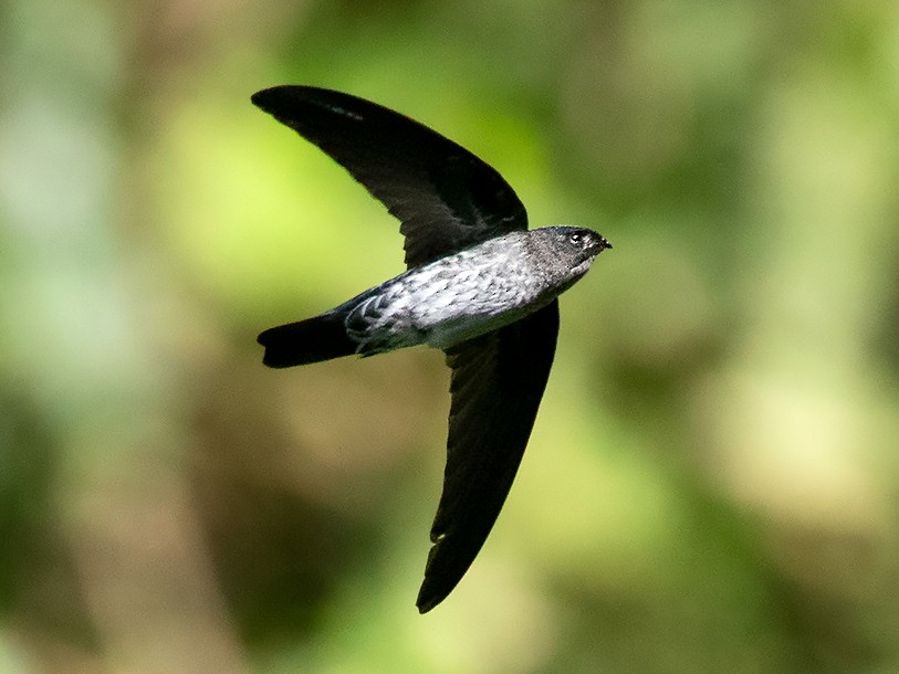 Gray-rumped Swiftlet - eBird