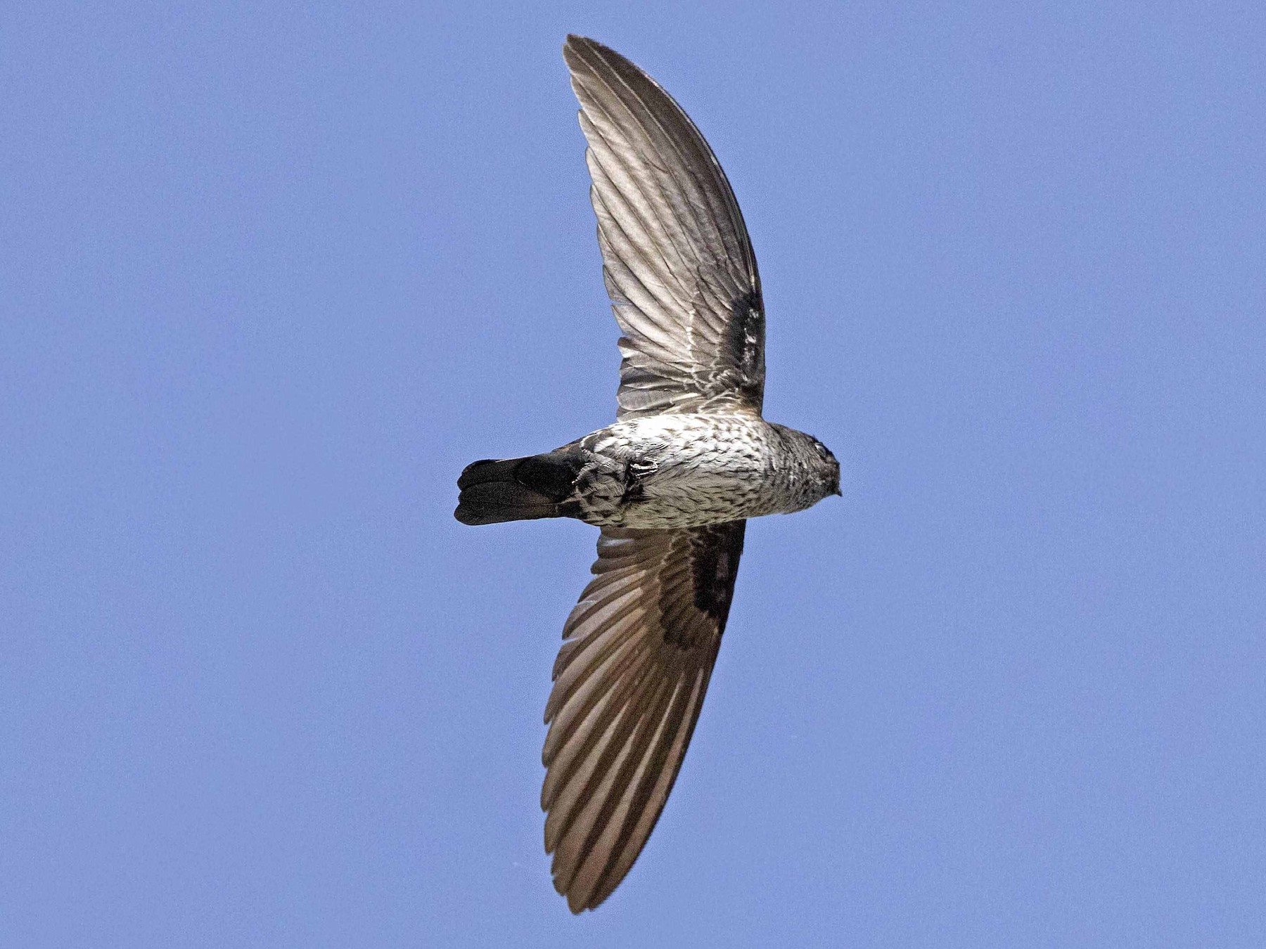 Gray-rumped Swiftlet - eBird