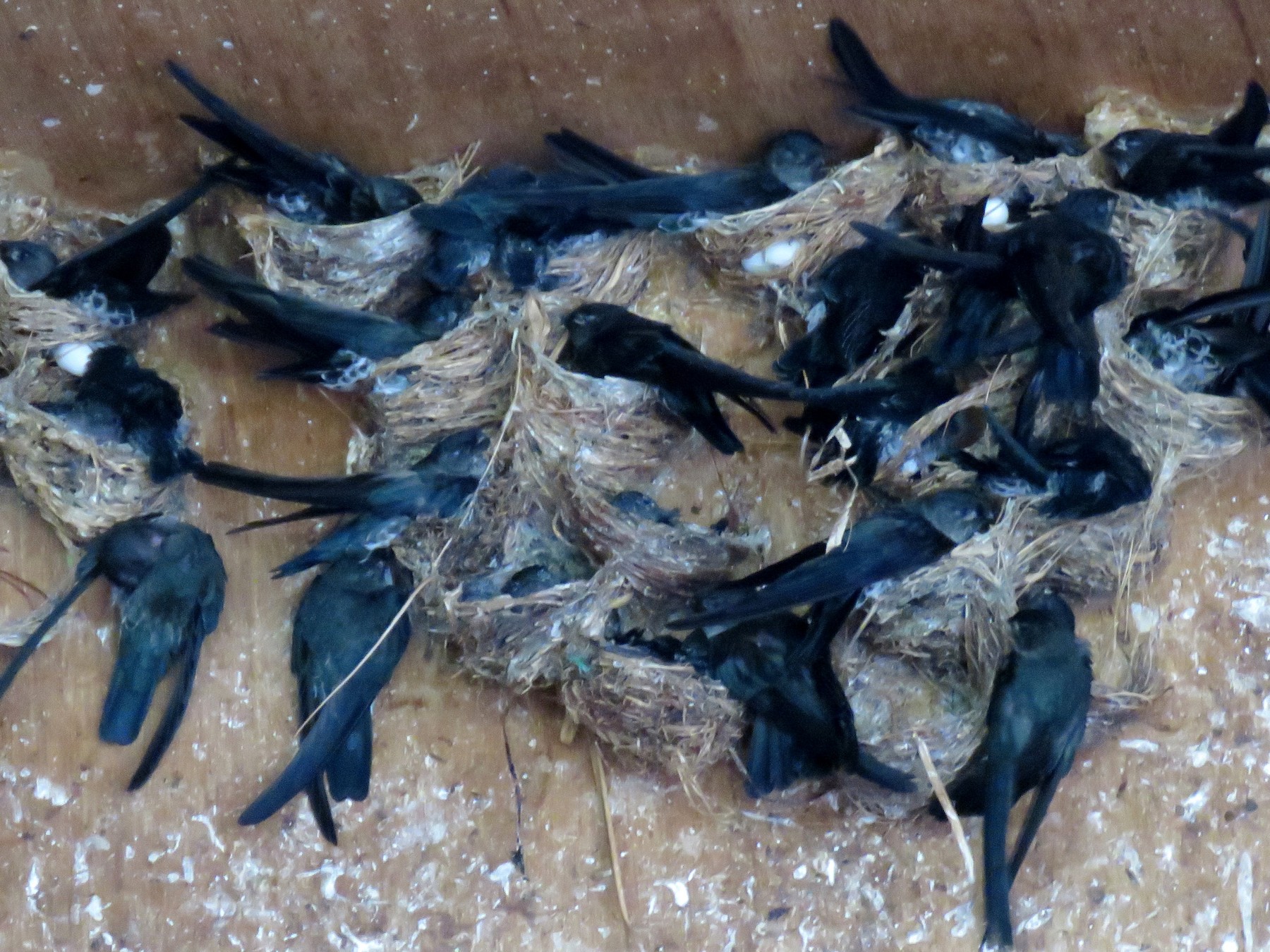 Gray-rumped Swiftlet - eBird