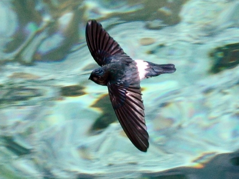 Satin Swiftlet - eBird