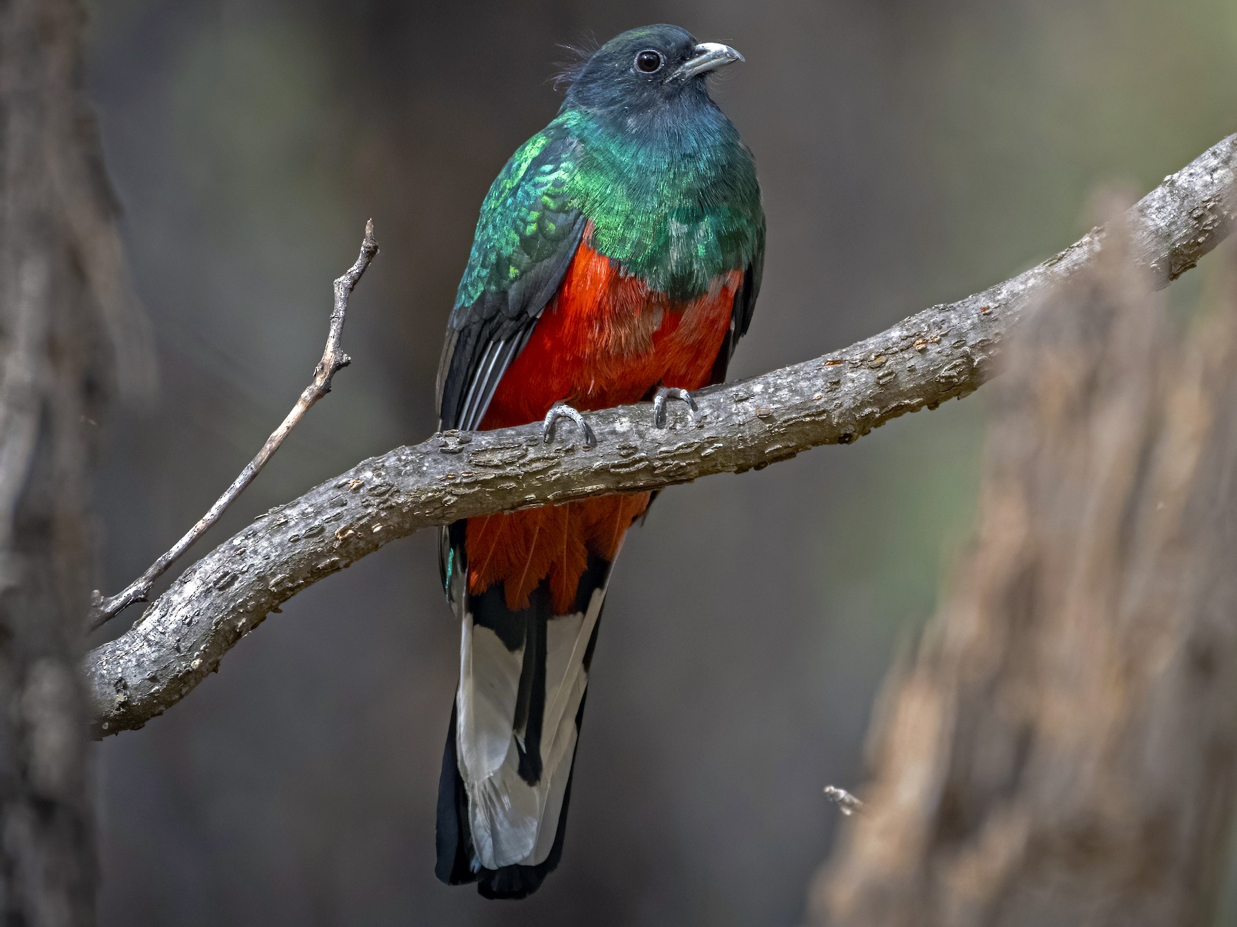 Trogón orejón - eBird