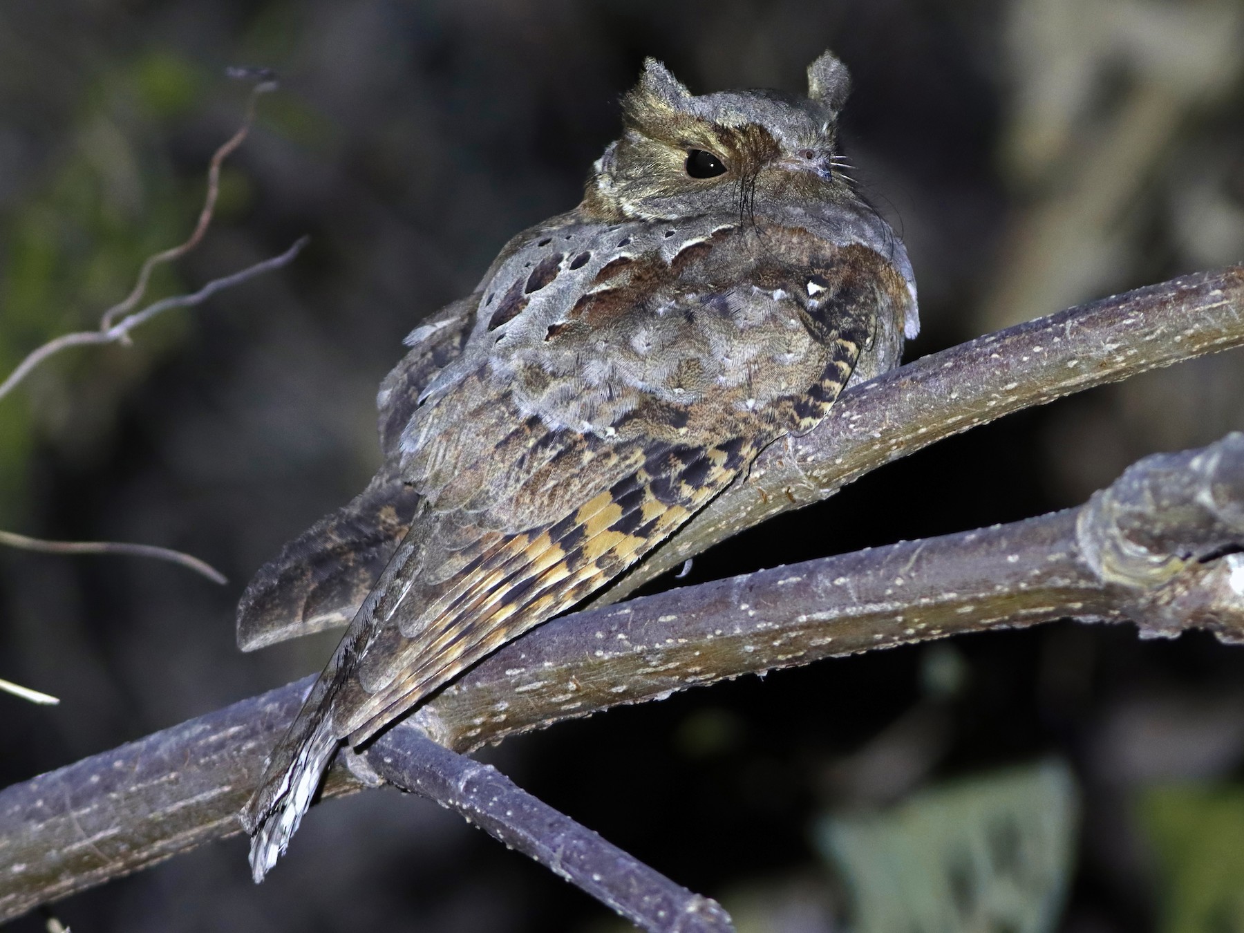 Eared Poorwill - eBird