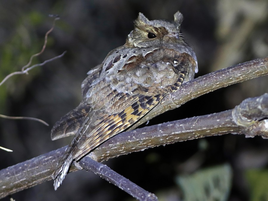 Eared Poorwill - eBird
