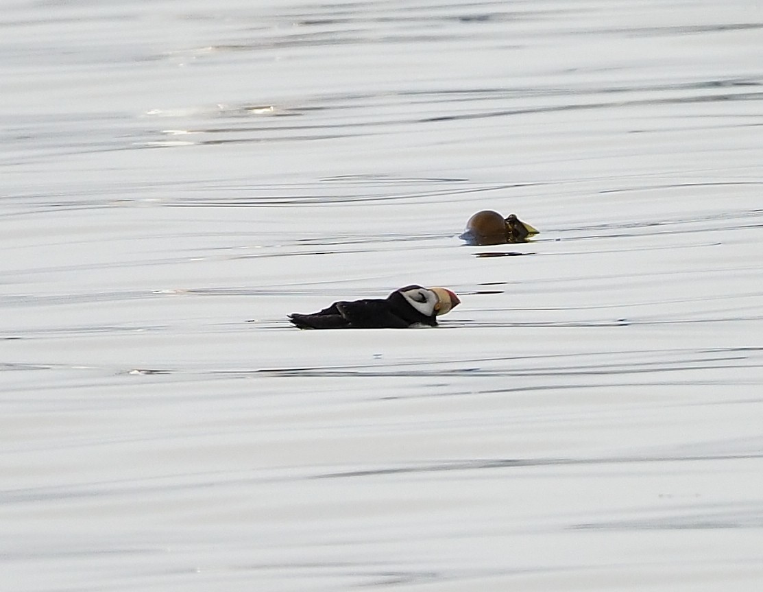 Tufted Puffin Life Cycle TUFTED PUFFIN Islapedia
