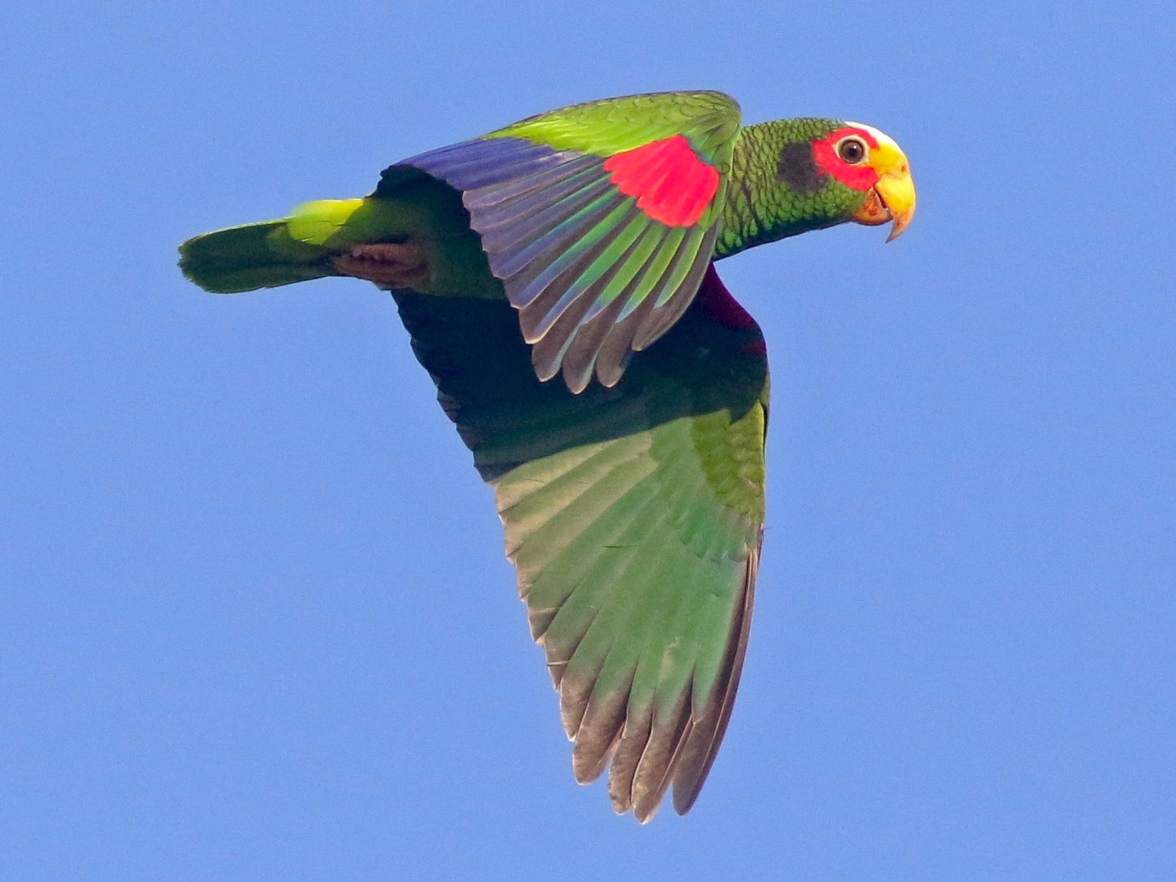 Yellow-lored Parrot - eBird