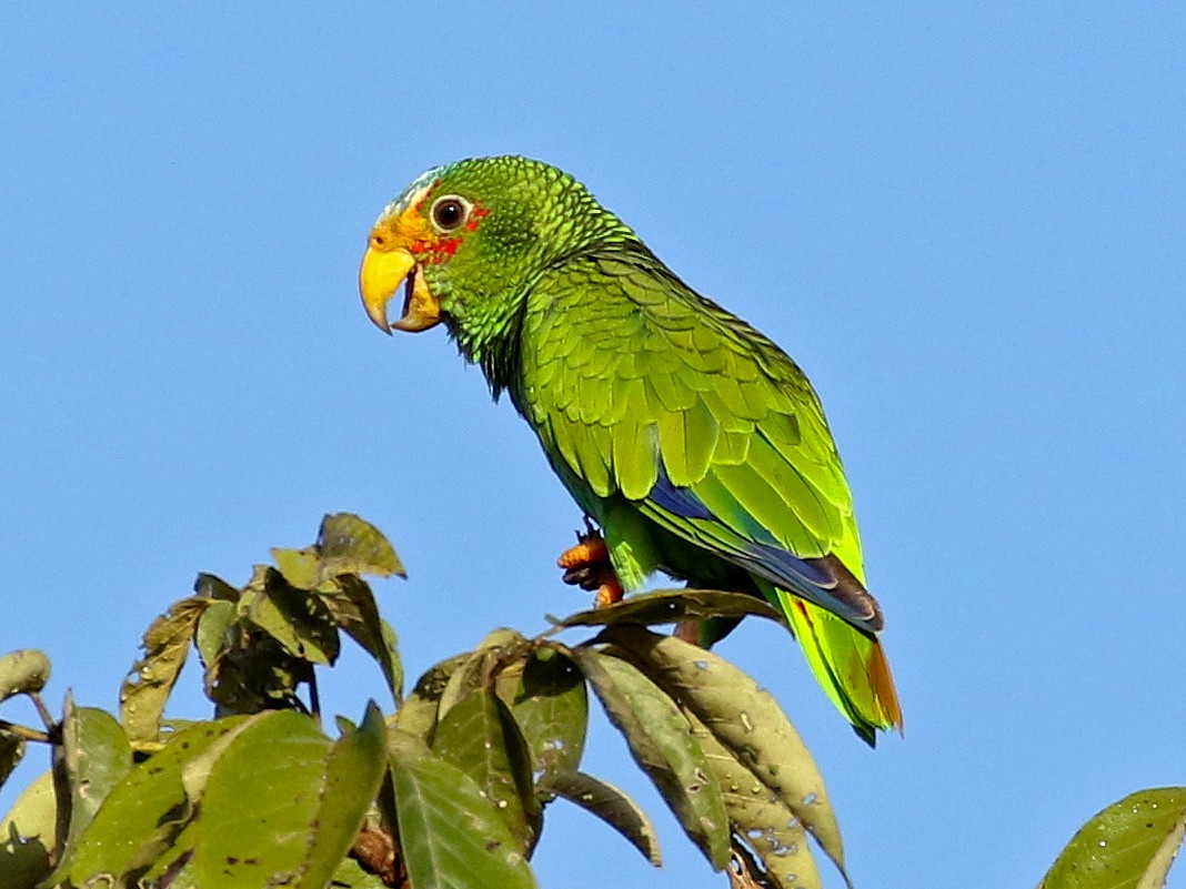 Yellow-lored Parrot - eBird