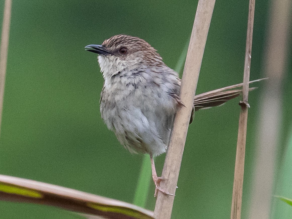 Striped Prinia - eBird