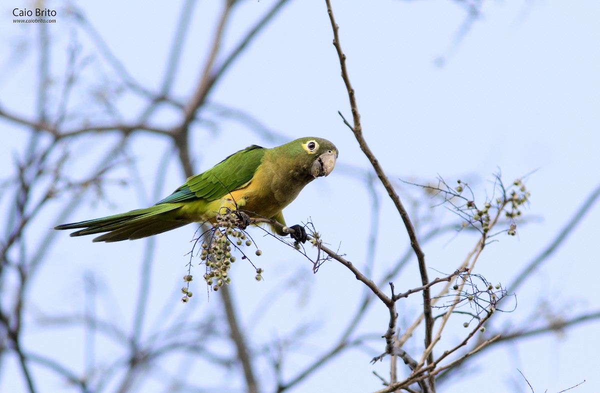 Cactus Parakeet - Eupsittula cactorum - Birds of the World