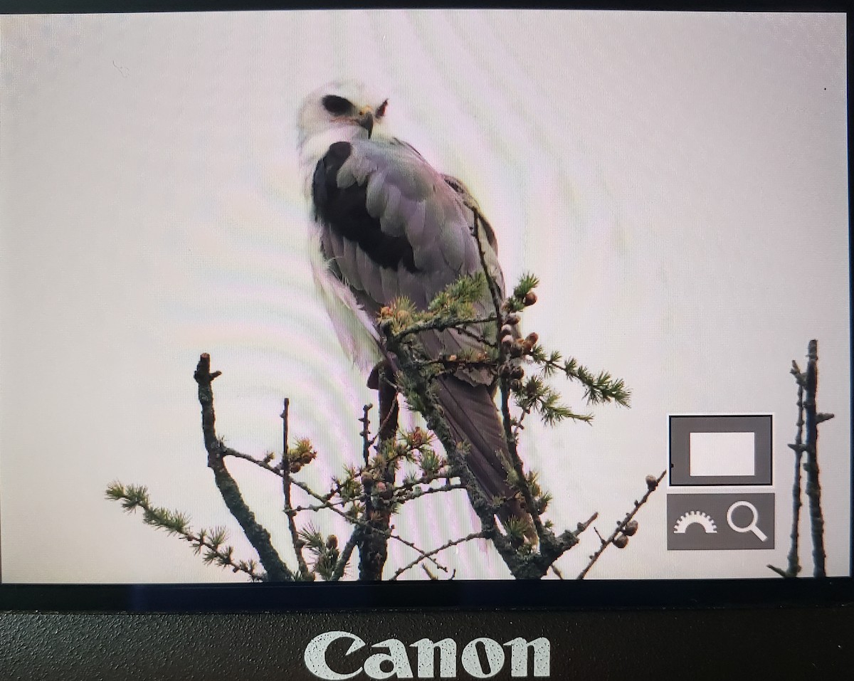 eBird Checklist - 29 Jun 2021 - Crex Meadows SWA - 94 species