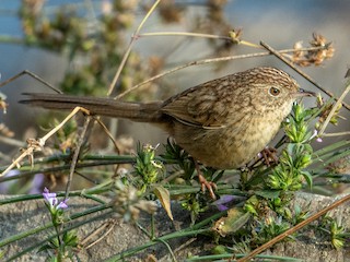 Himalayan Prinia - eBird