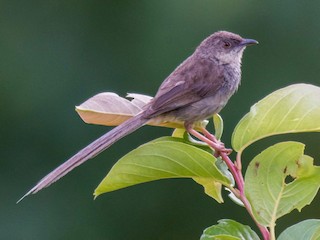 Himalayan Prinia - eBird