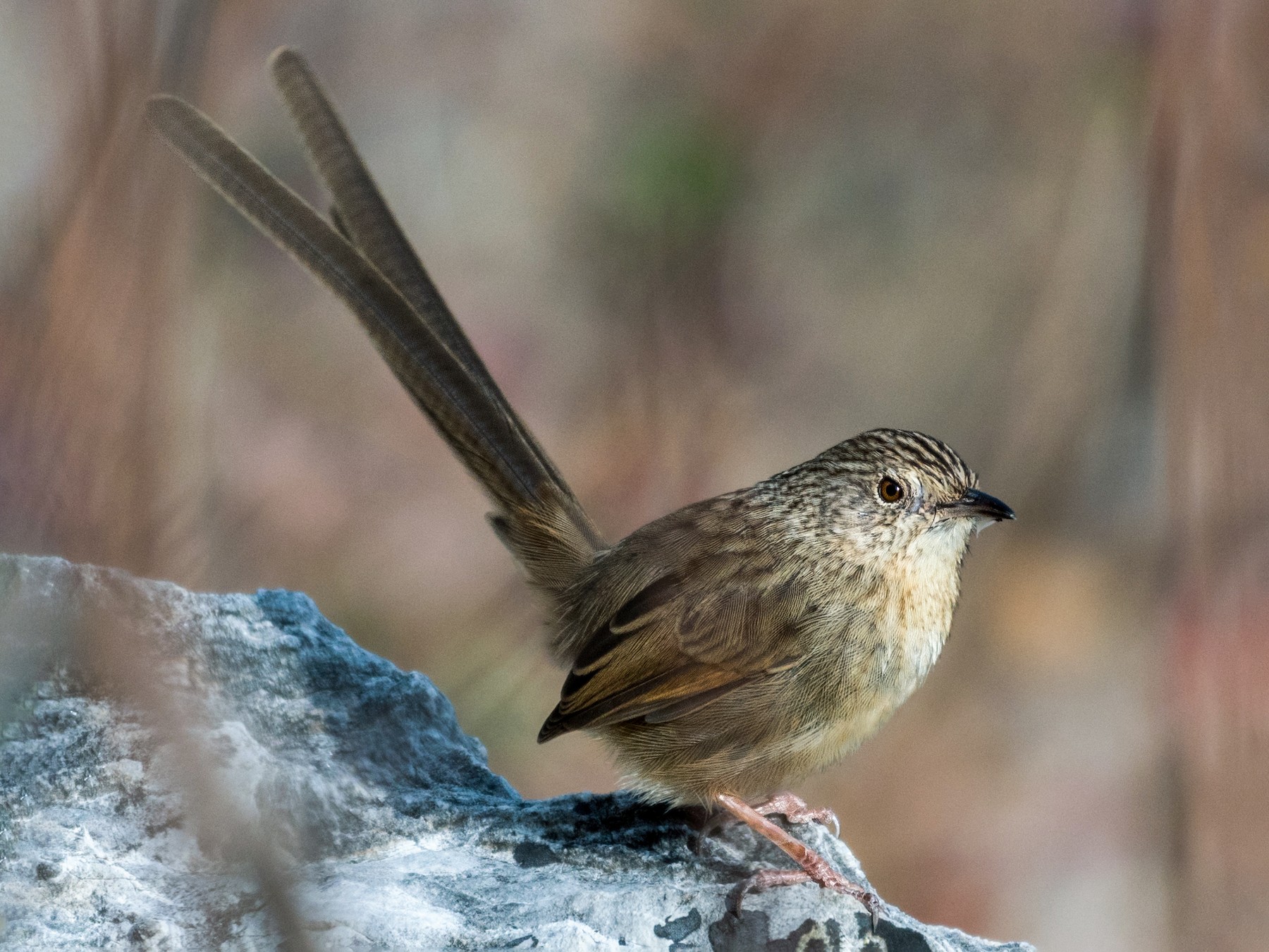 Himalayan Prinia - eBird