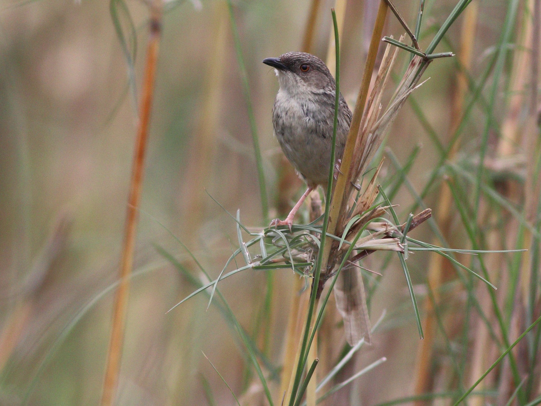 Himalayan Prinia - eBird