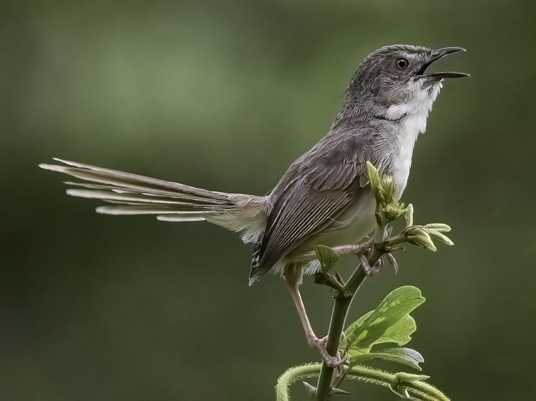Brown Prinia - eBird