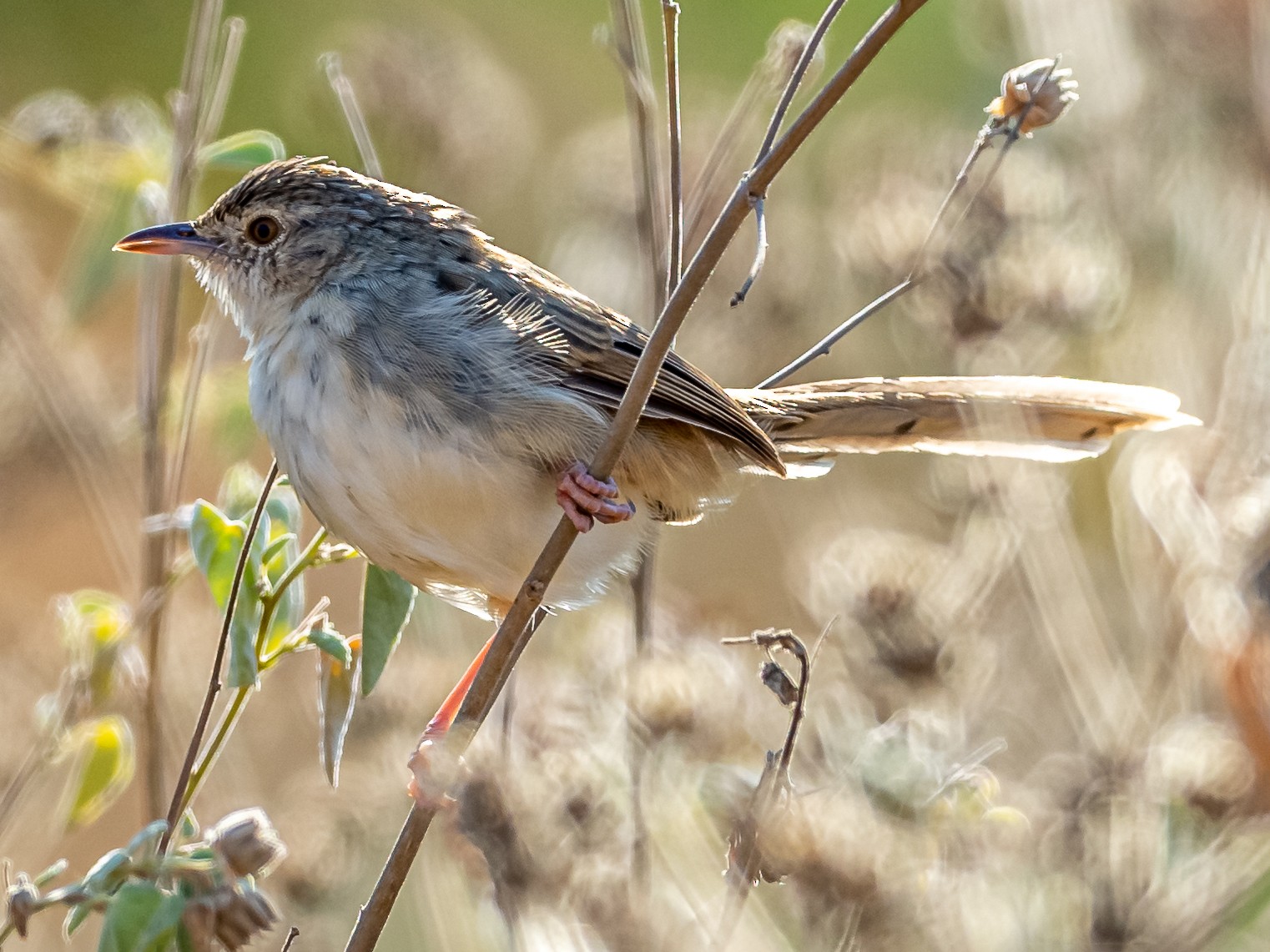 Burmese Prinia - eBird