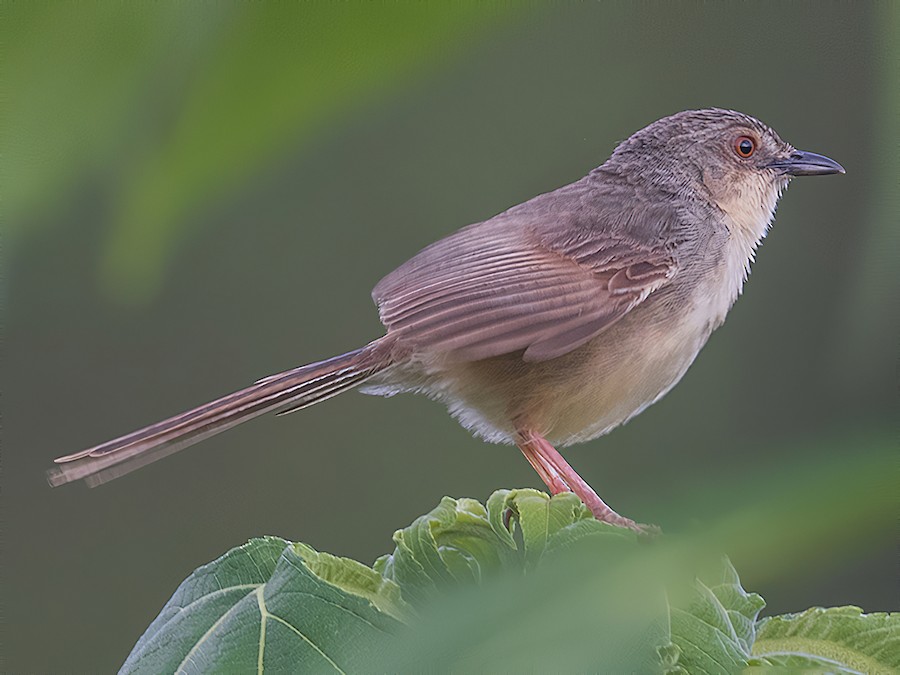 Annam Prinia - eBird