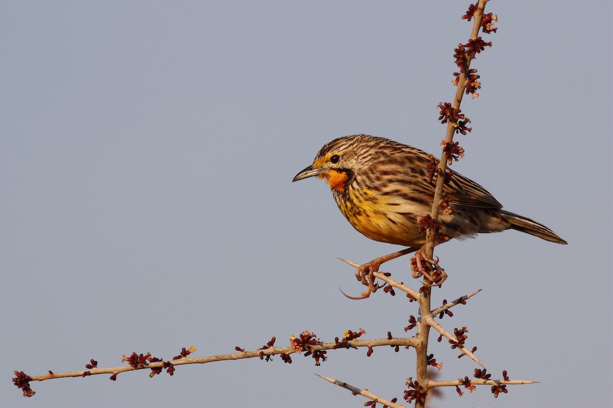 Pangani Longclaw - Macronyx aurantiigula - Birds of the World
