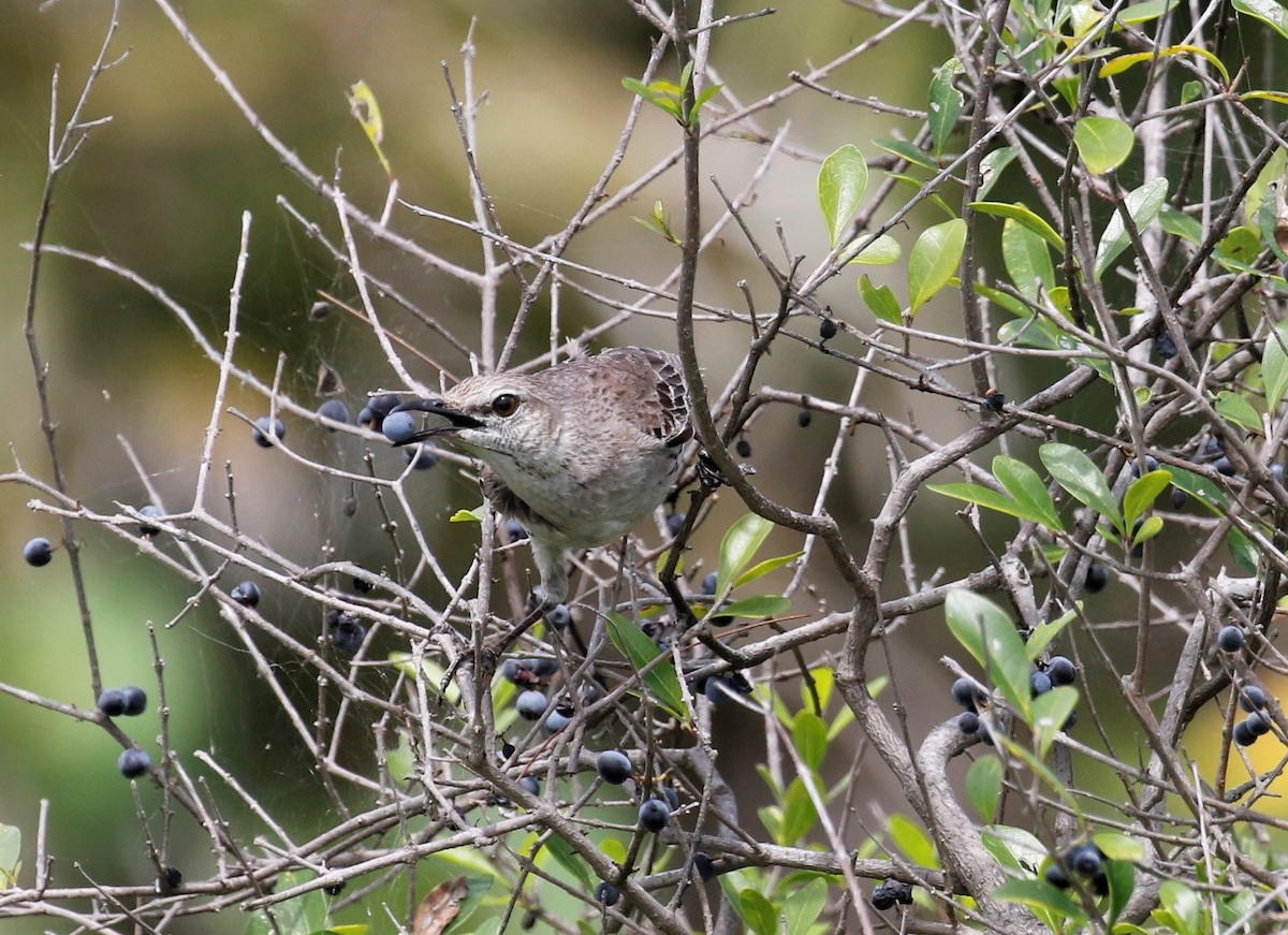 eBird Checklist - 1 Jul 2021 - North Lido Beach Park - 17 species