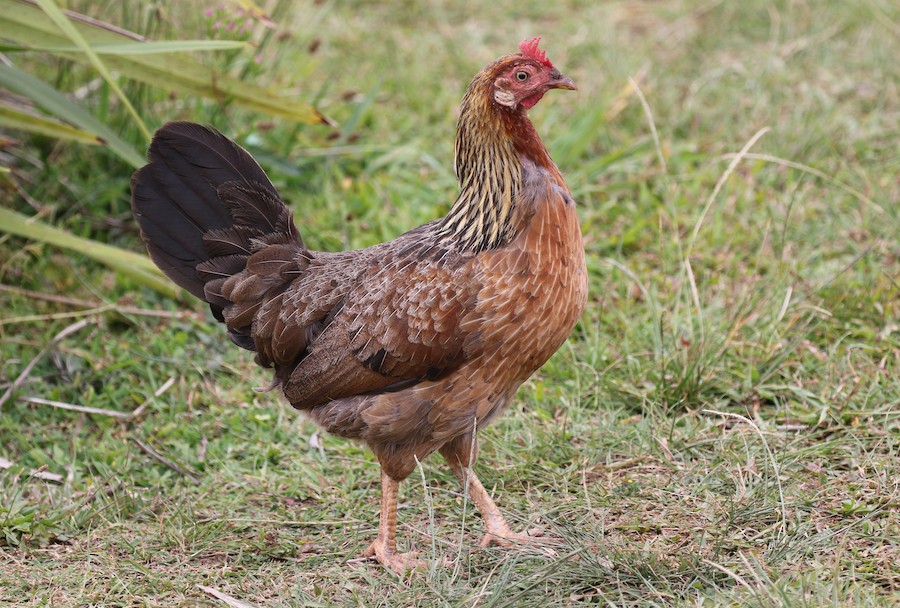 Gallo Doméstico - eBird