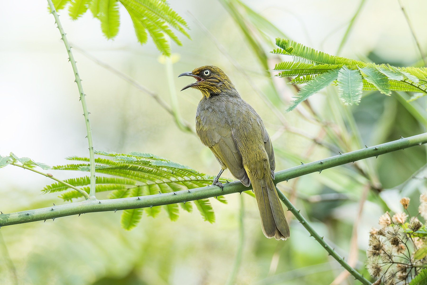 Stripe-throated Bulbul (Pale-eyed) - eBird