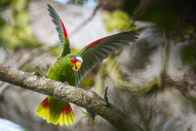 White Fronted Amazon