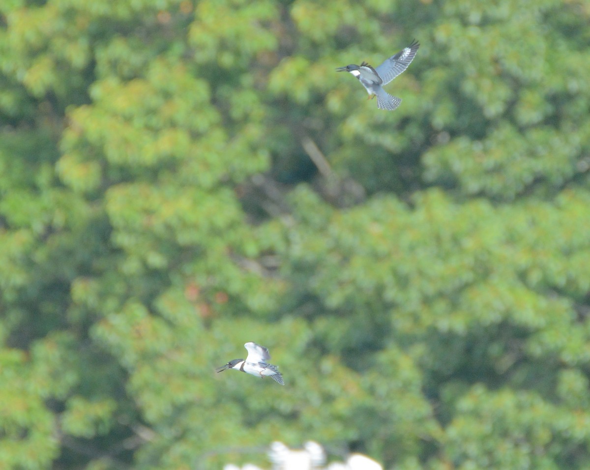 eBird Checklist - 14 Sep 2016 - Rachel Carson NWR--Timber Point Trail ...