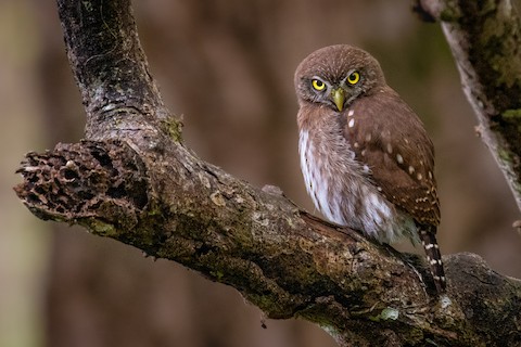 Ferruginous Pygmy Owl Flying