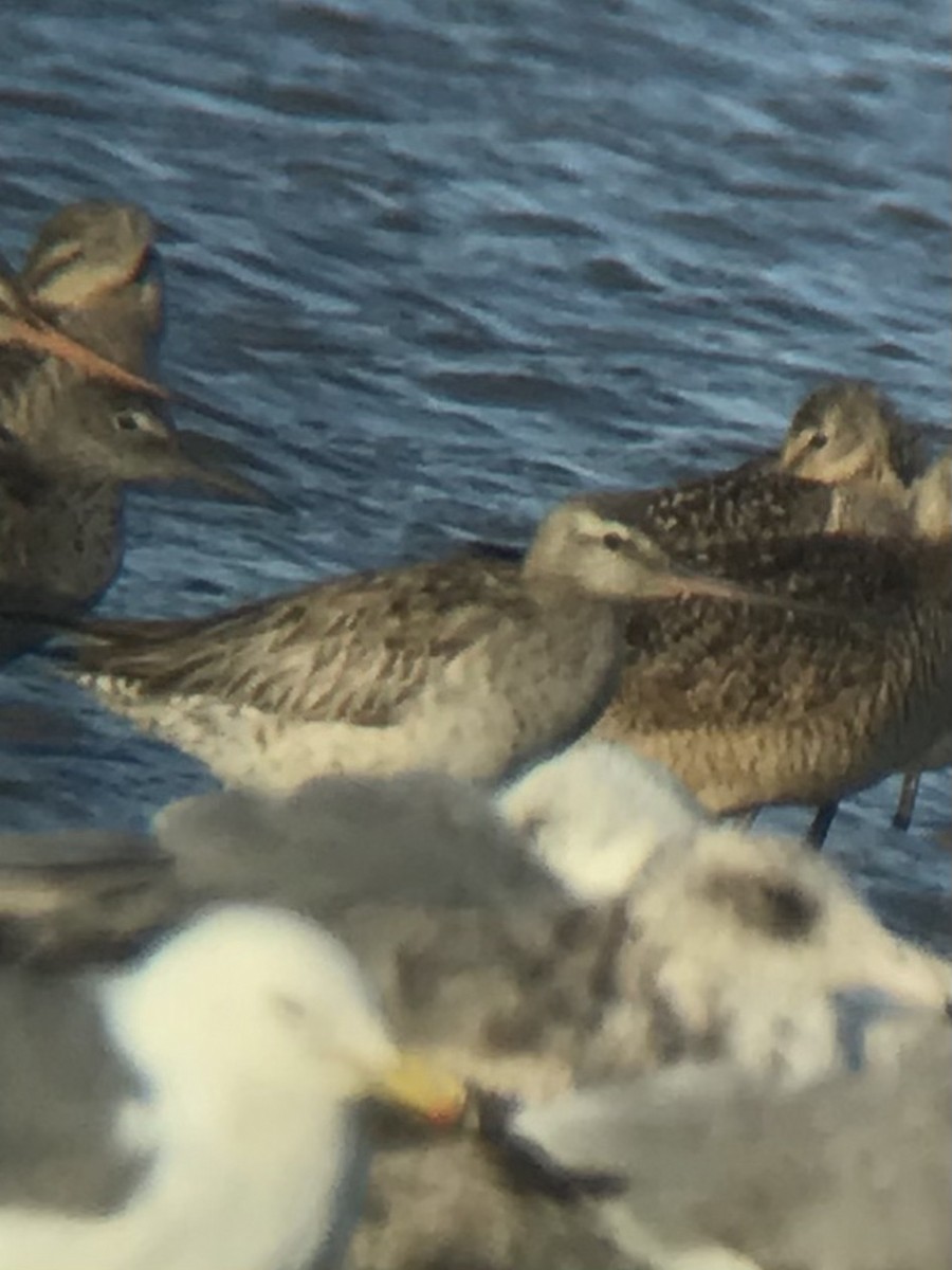 eBird Checklist - 3 Jul 2021 - San Pablo Bay National Wildlife Refuge ...