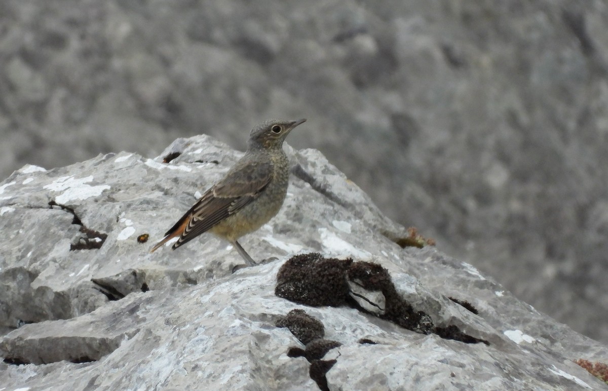 eBird Checklist - 4 Jul 2021 - Los Argüellos RB--Karst de Sáncenas - 40 ...
