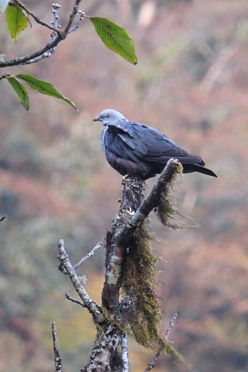eBird Checklist - 4 Dec 2014 - Lama Camp - 36 species