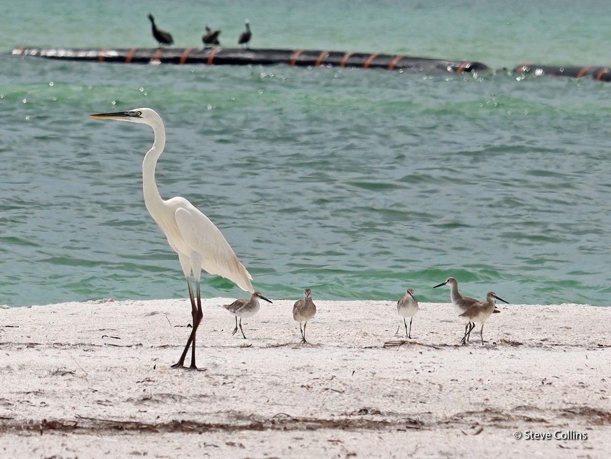 eBird Checklist - 1 Jul 2021 - North Lido Beach Park - 17 species