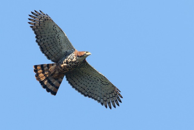 Ornate Hawk Eagle Flying