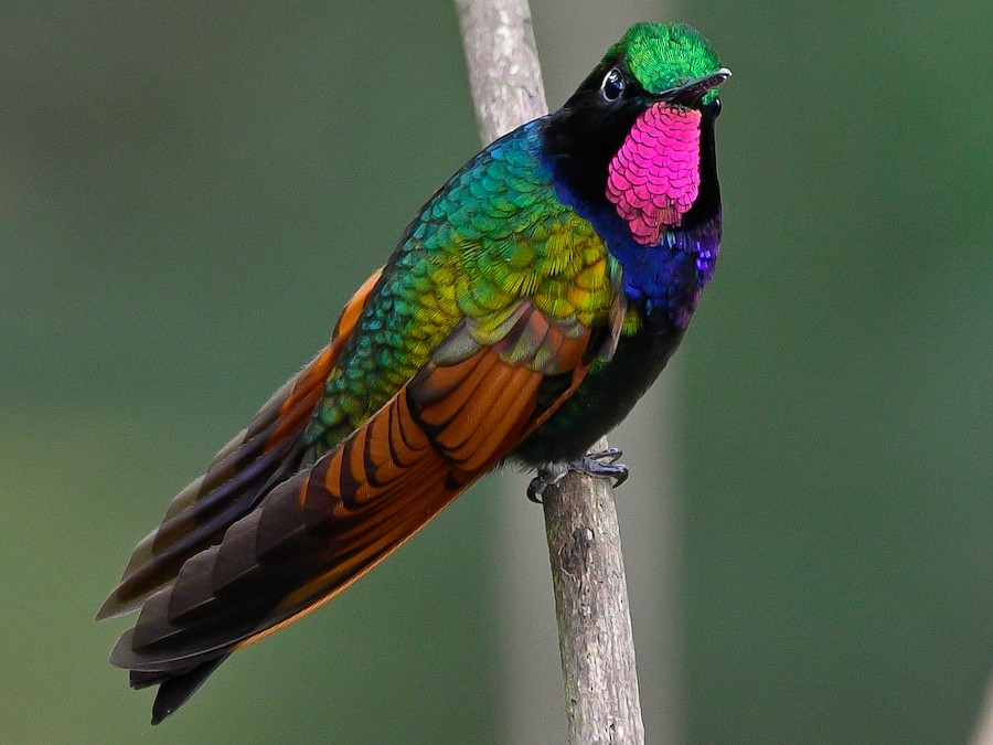 Colibrí Multicolor - eBird